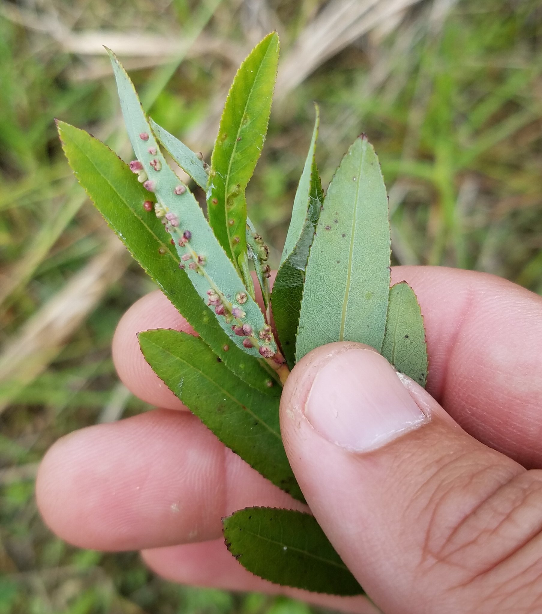 Aculus tetanothrix (Nalepa, 1889)