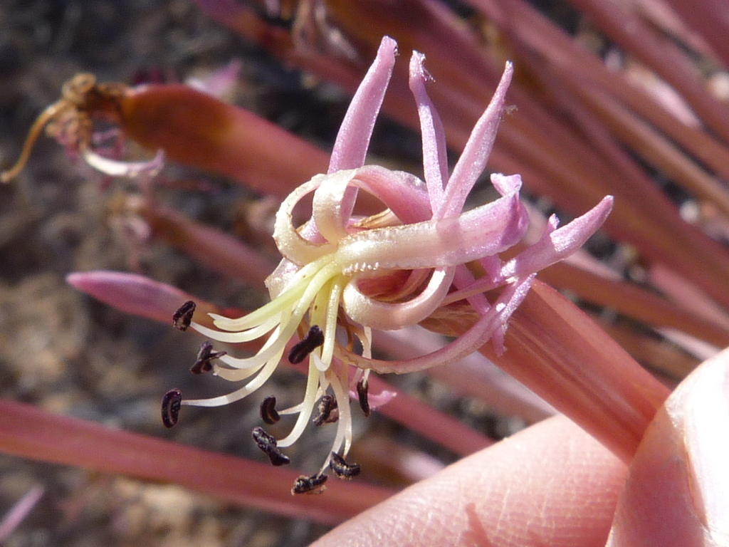 Parasol-Lilies from Hawerland farm dam area, Graafwater, West Coast DC ...