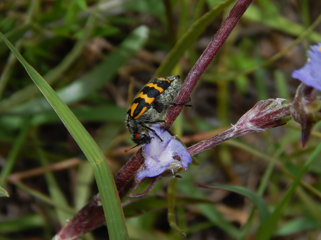 Shaggy Blisterbeetle from Bulawayo East, Bulawayo, Zimbabwe on January ...