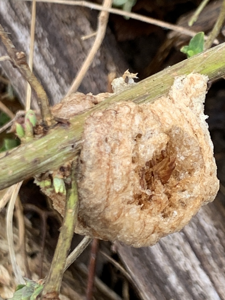 Chinese Mantis from Boston Harbor Islands State Park, Weymouth, MA, US ...