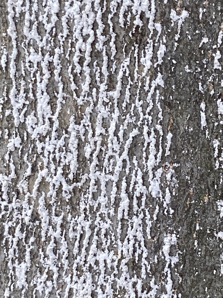 Beech Scale from Parc Champlain-Rivermead Lakeview, Gatineau, QC, CA on ...