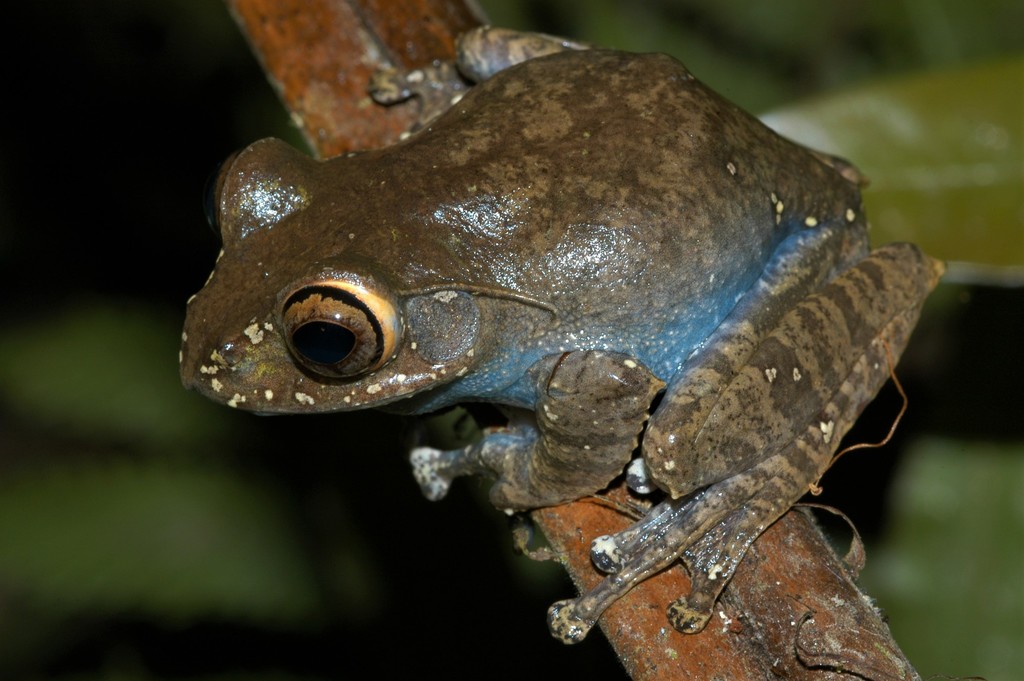 Madagascar Bright-eyed Frog from Ranomafana National Park, Madagascar ...