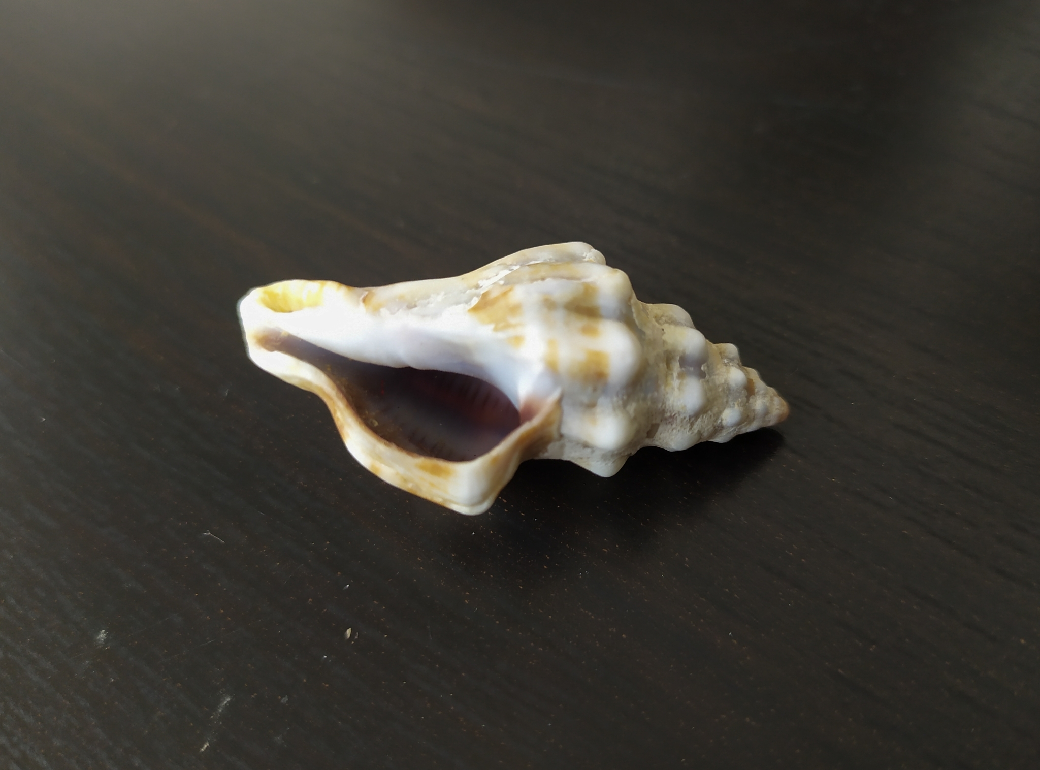 Tarantinaea lignaria (Linnaeus, 1758)