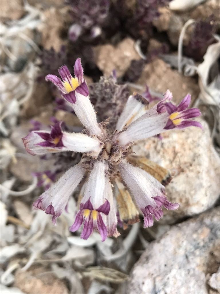 desert broomrape from Peoria, AZ, US on March 28, 2022 at 07:03 AM by ...
