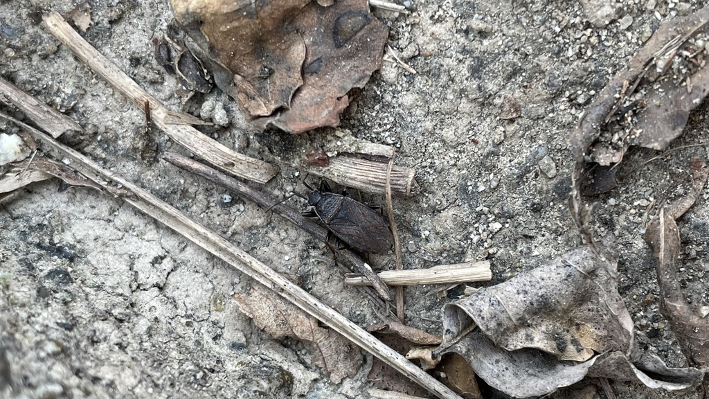 Pyrrhocoris sinuaticollis from 県道162号, 春日井市, 愛知県, JP on March 28, 2022 ...