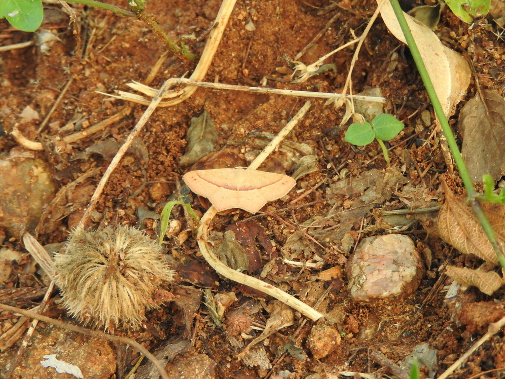 Traminda mundissima from Saptur R.F., Tamil Nadu, India on March 26 ...