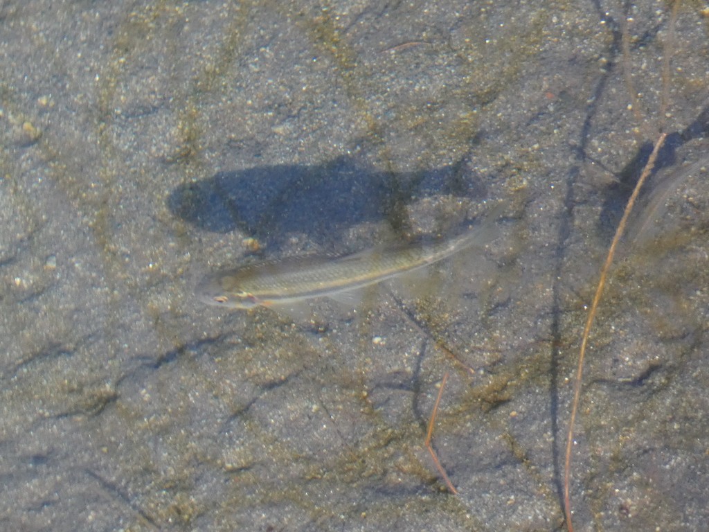 Italian riffle dace from Città Metropolitana di Torino, Italia on March ...