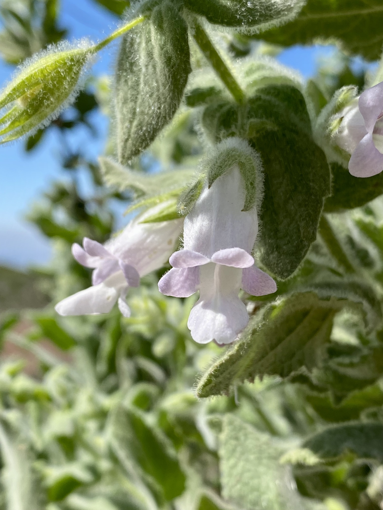 Lepechinia fragrans (Greene) Epling