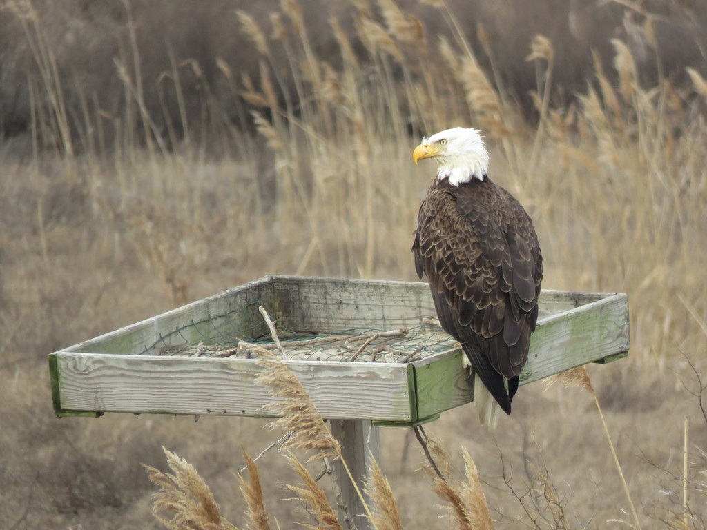Bald Eagle from Poplar Island, Maryland 21665, USA on March 10, 2022 at ...