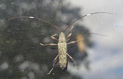 Colobothea elongata · iNaturalist