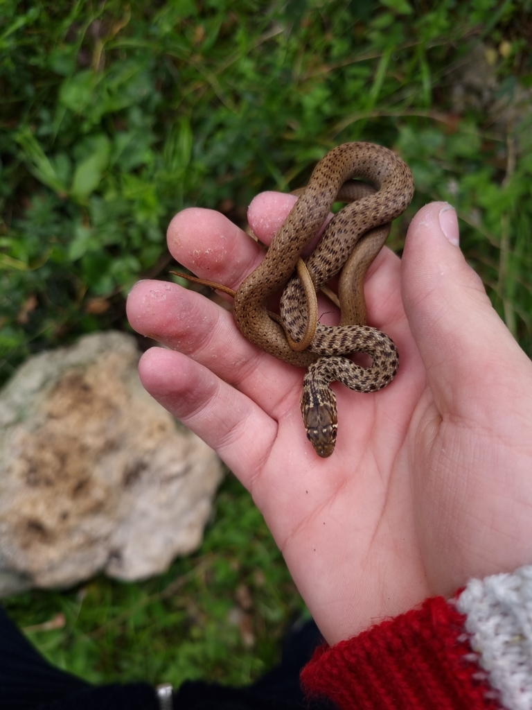 Balkan Whip Snake from Corfu on March 28, 2022 at 04:24 PM by Milo ...