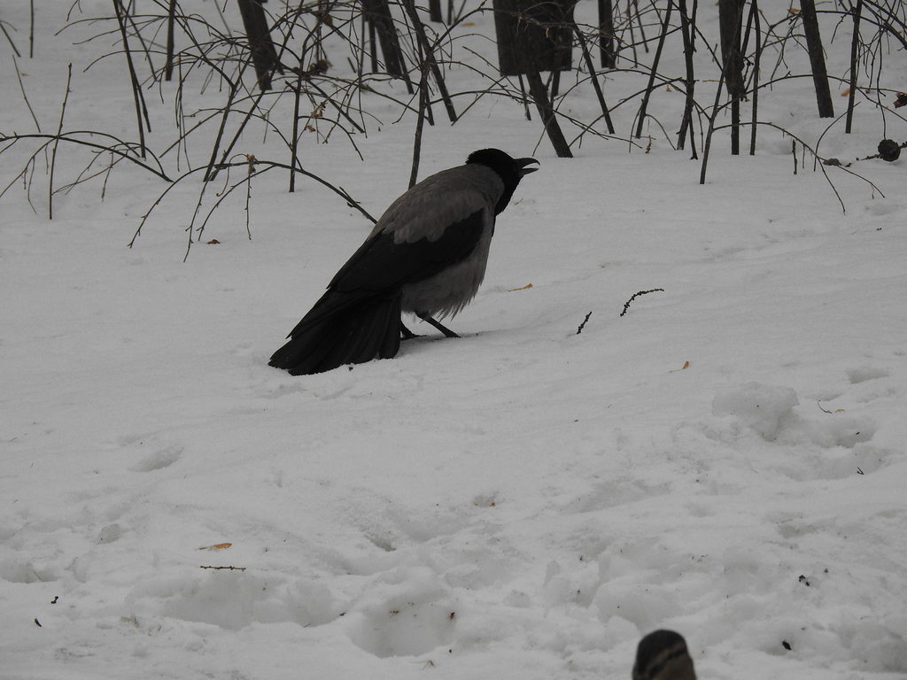 Hooded Crow from Ekaterinburg gorsovet, Sverdlovsk, Russia on March 28 ...