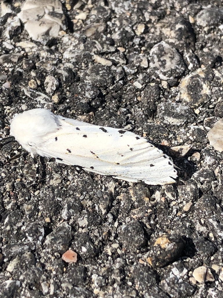 Salt Marsh Moth from Old Settlers Park, Round Rock, TX, US on March 28 ...