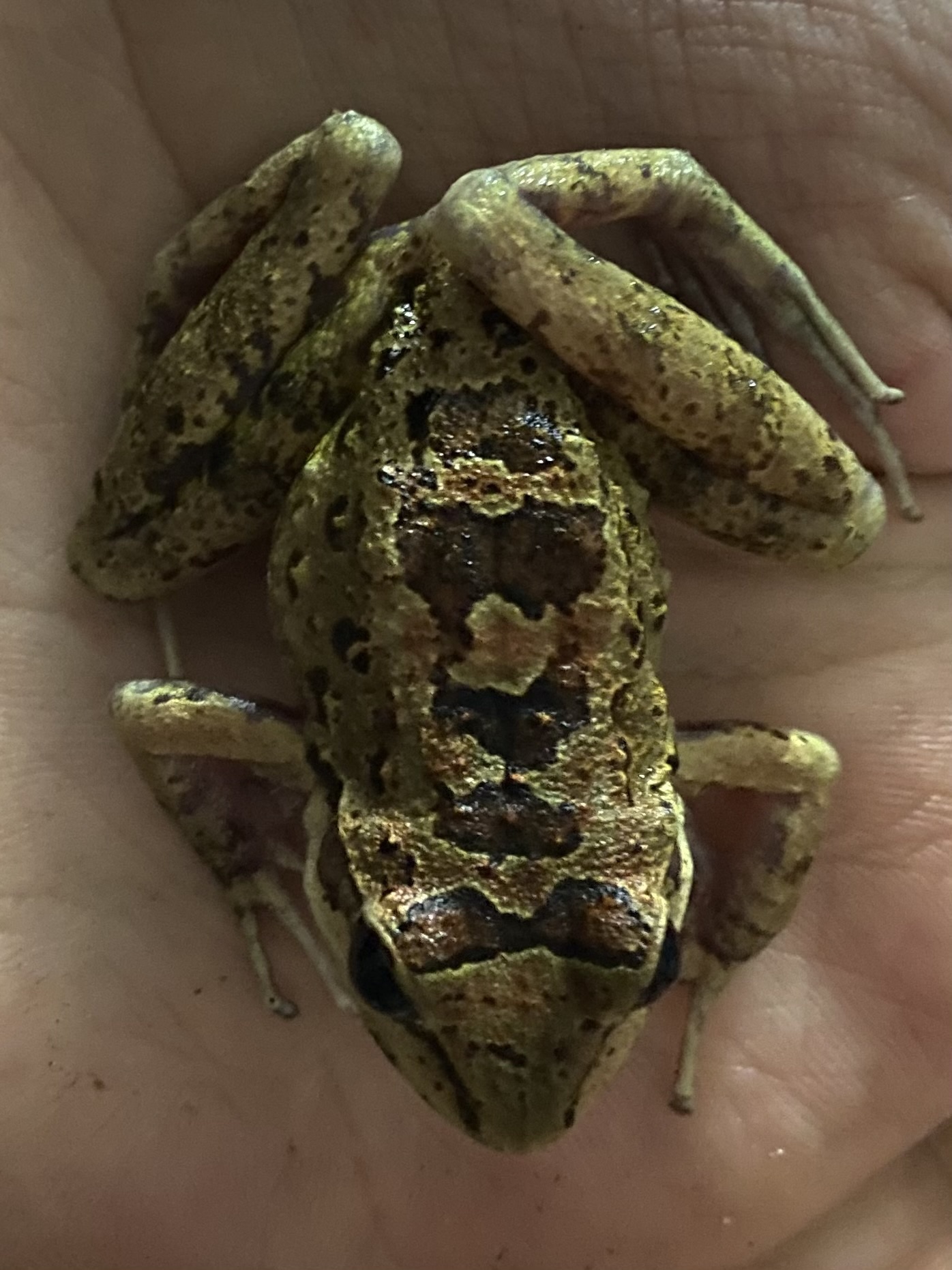 Thoropa miliaris (Spix, 1824)