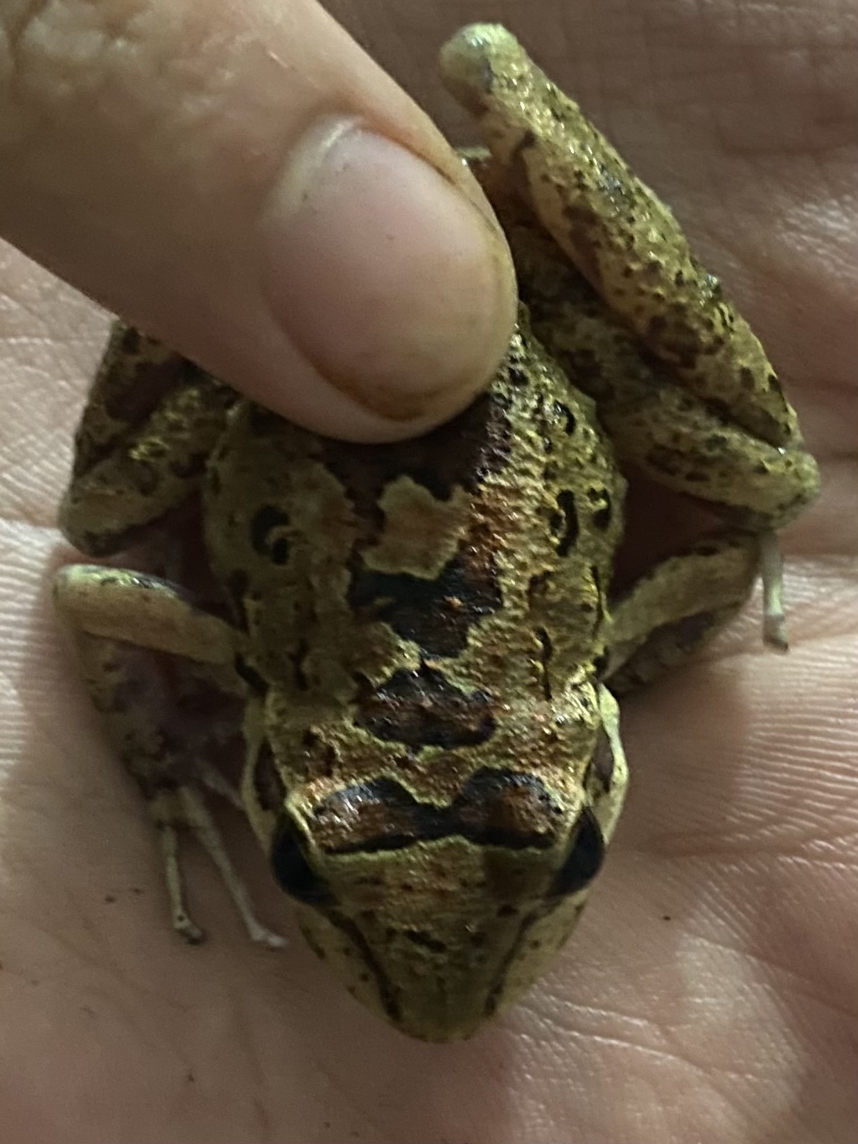 Thoropa miliaris (Spix, 1824)