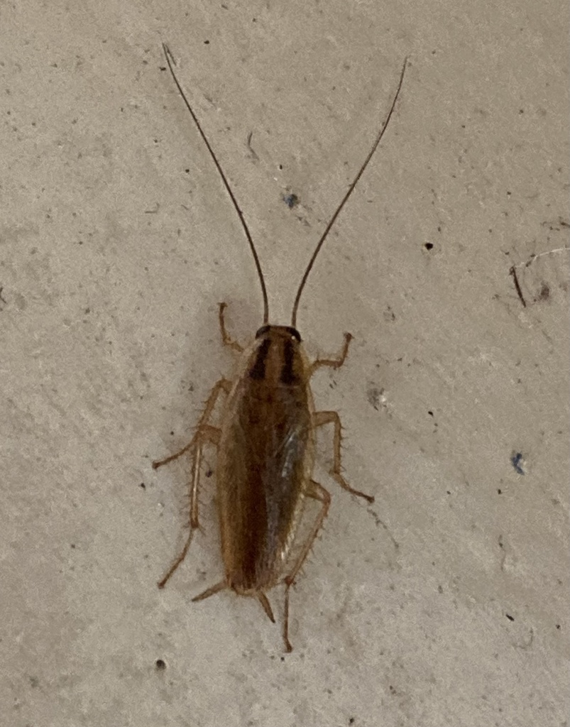 German Cockroach from Gobernador Manuel I. Lagraña, Corrientes ...