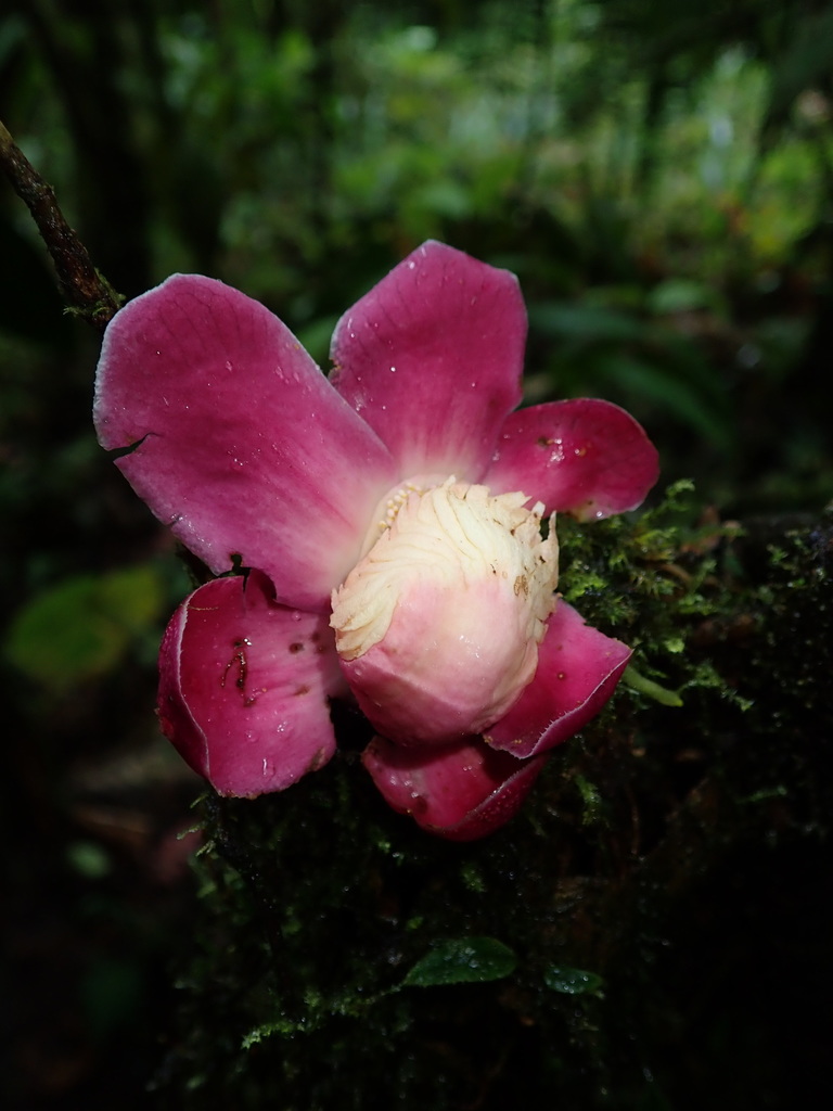 Eschweilera rimbachii in February 2022 by Nolan Exe · iNaturalist