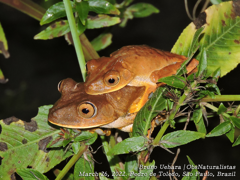 Semi-lined Tree Frog from Pedro de Toledo, SP, 11790-000, Brasil on ...