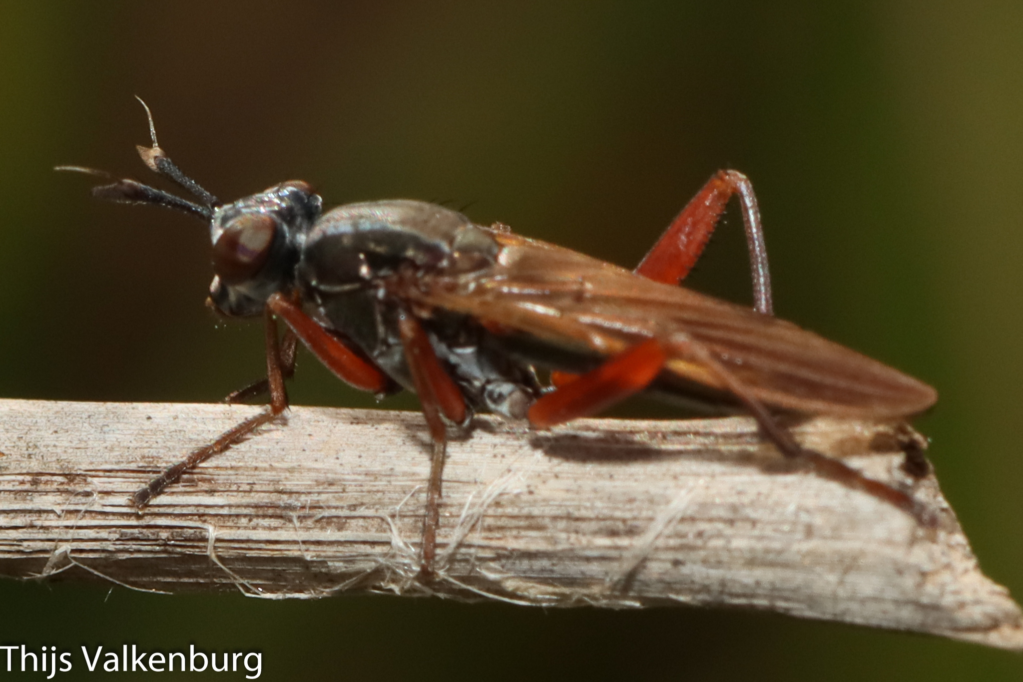 Sepedon sphegea (Fabricius, 1775)
