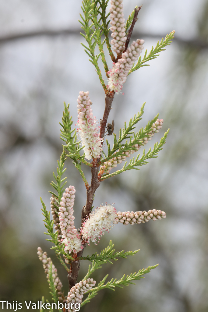African Tamarisk (Tamarix africana) - Botanical Realm
