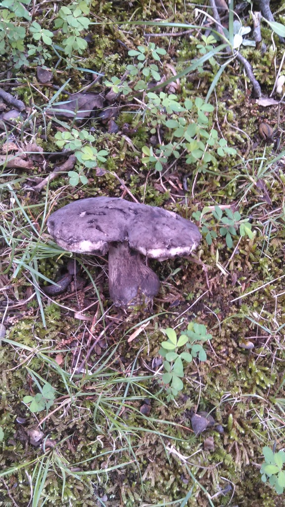 Black Velvet Bolete from Brown County, IN, USA on June 21, 2015 at 07: ...