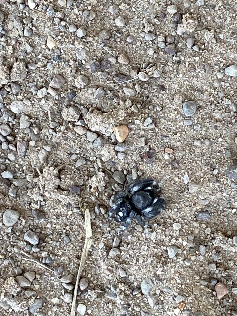 Bold Jumping Spider from Conroe, TX, US on March 28, 2022 at 12:28 PM ...