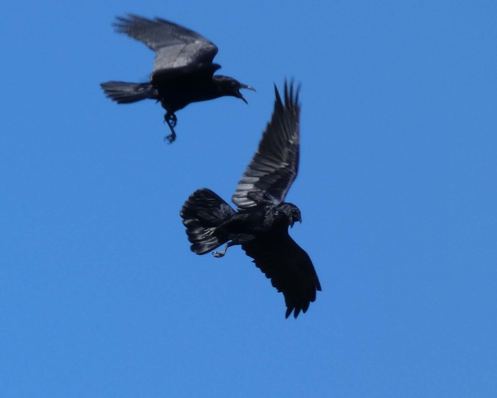 Common Raven from San Diego County, CA, USA on March 16, 2022 at 12:05 ...