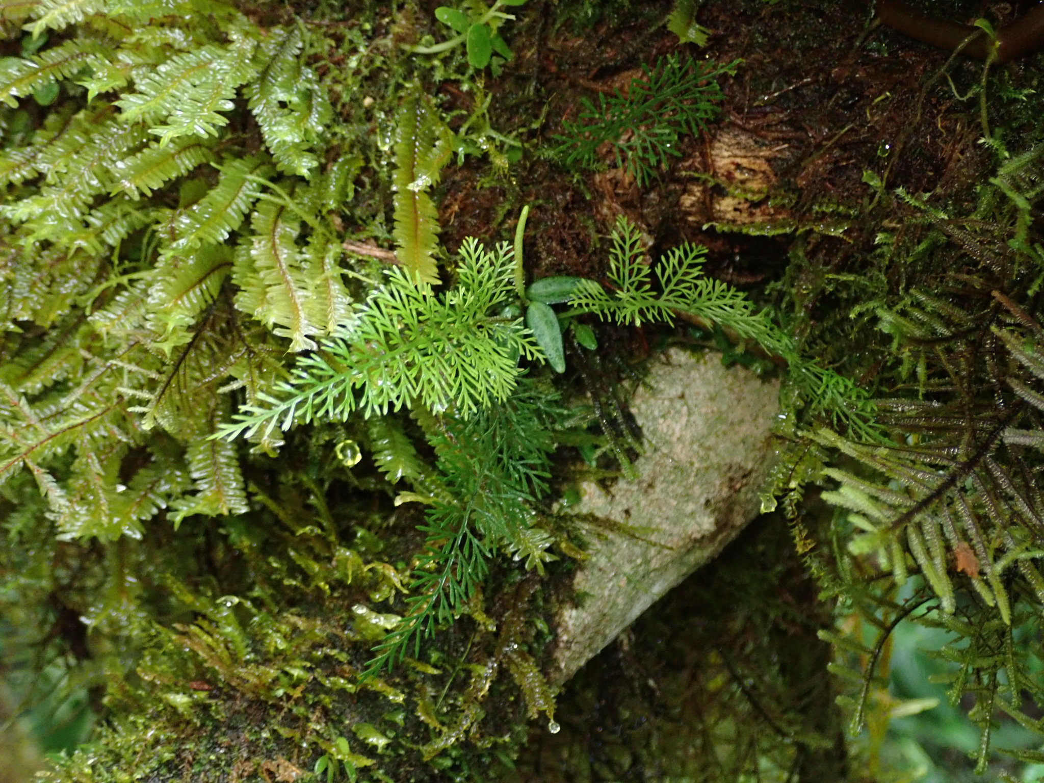 Asplenium fragrans Sw.