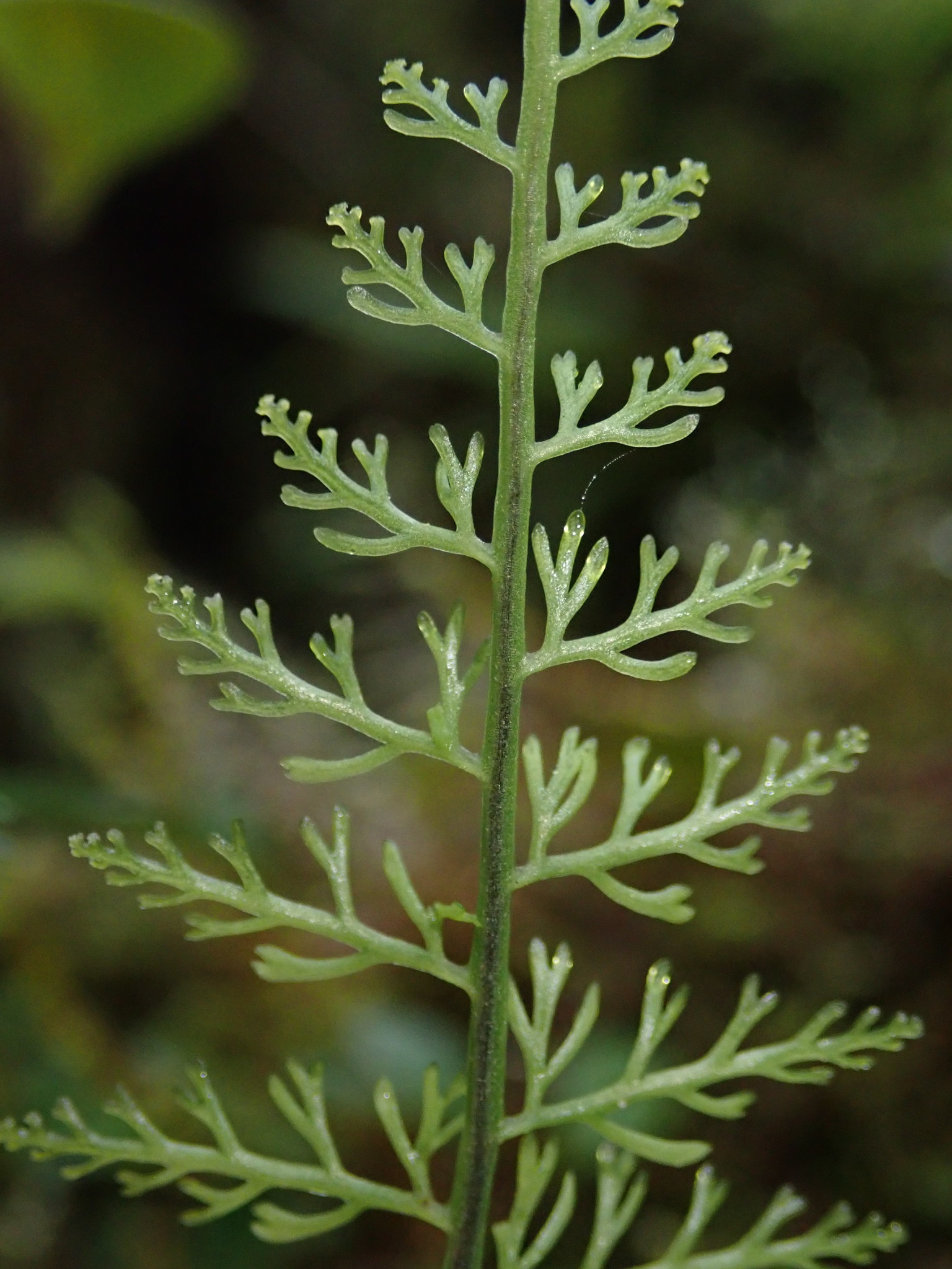 Asplenium fragrans Sw.