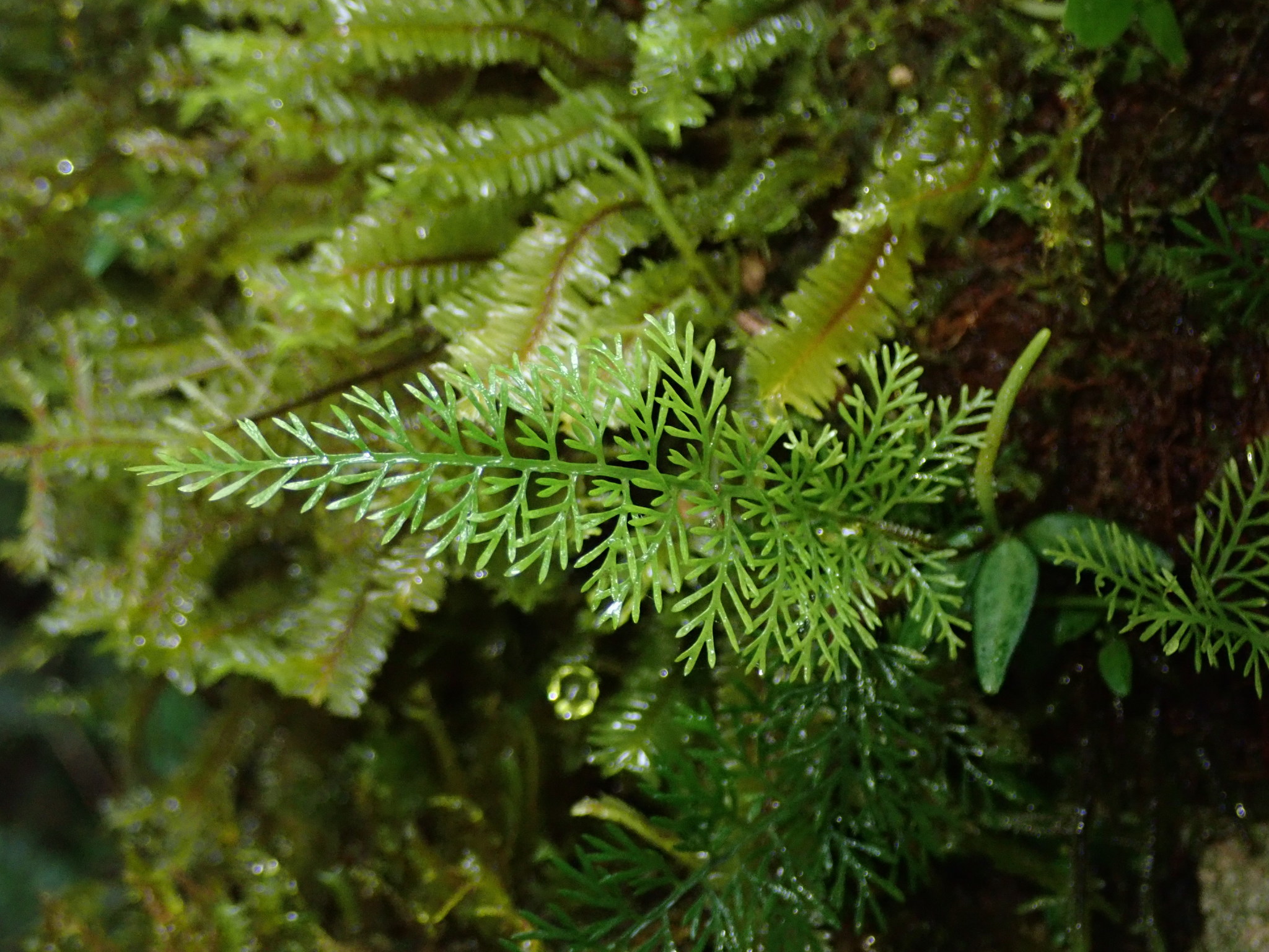 Asplenium fragrans Sw.