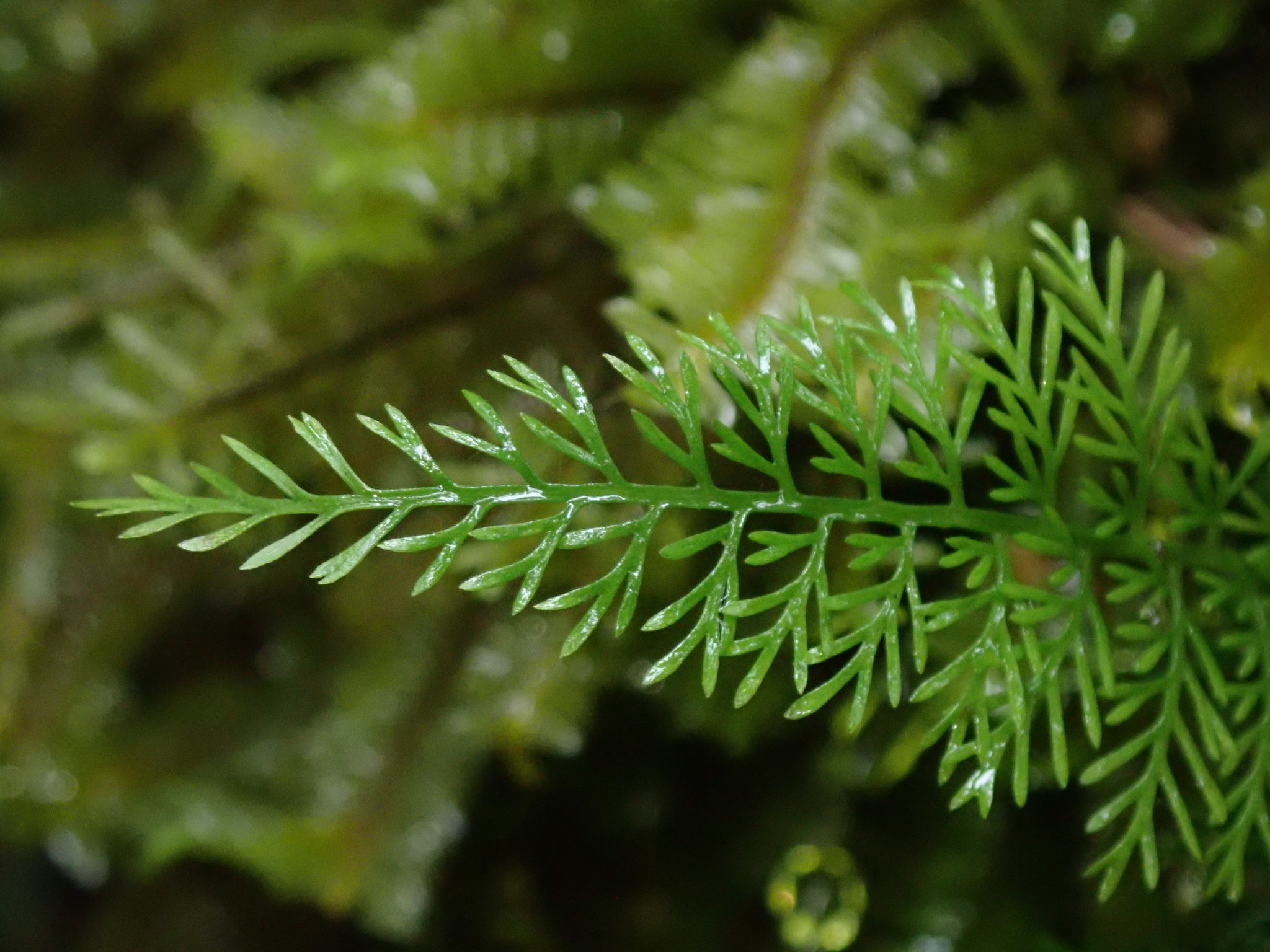 Asplenium fragrans Sw.