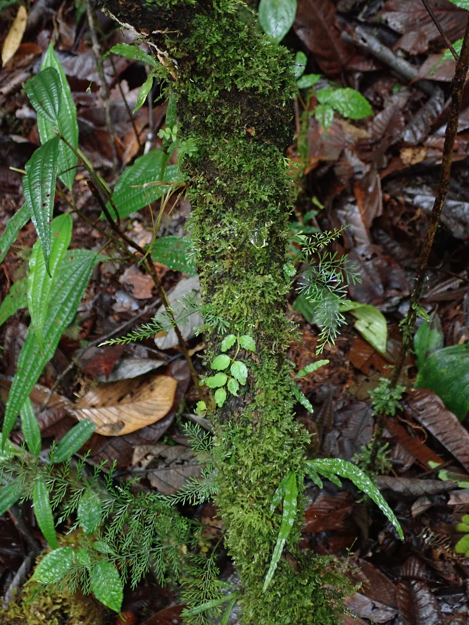 Asplenium fragrans Sw.
