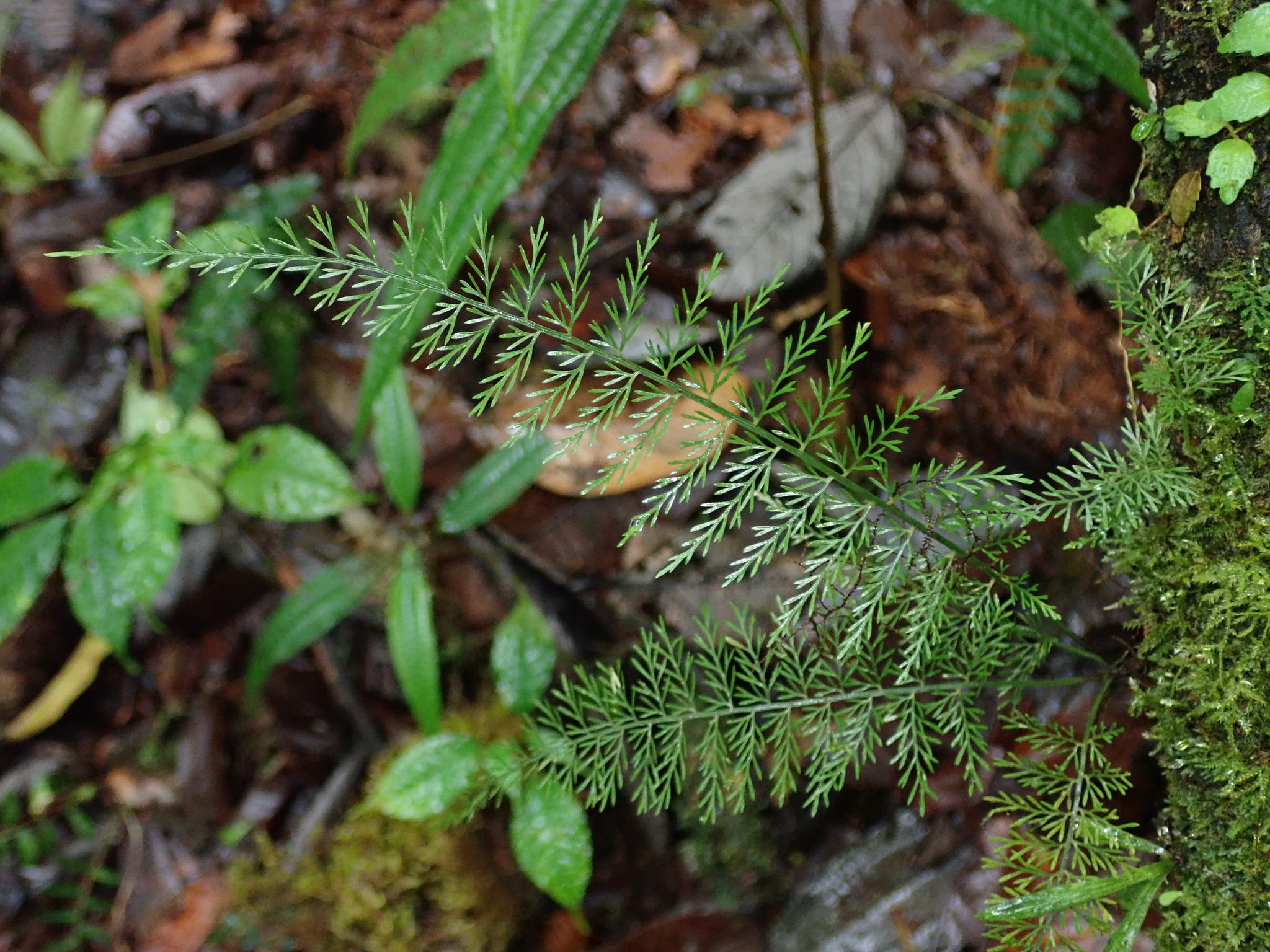 Asplenium fragrans Sw.