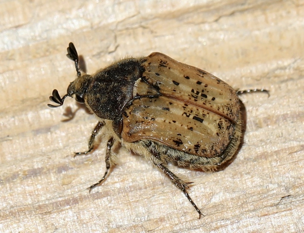 Bumble Flower Beetle from Davidson, NC, US on March 28, 2022 at 02:01 ...