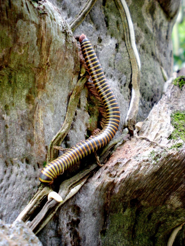 Round-backed Millipedes from Belém, PA, Brasil on March 26, 2010 at 11: ...