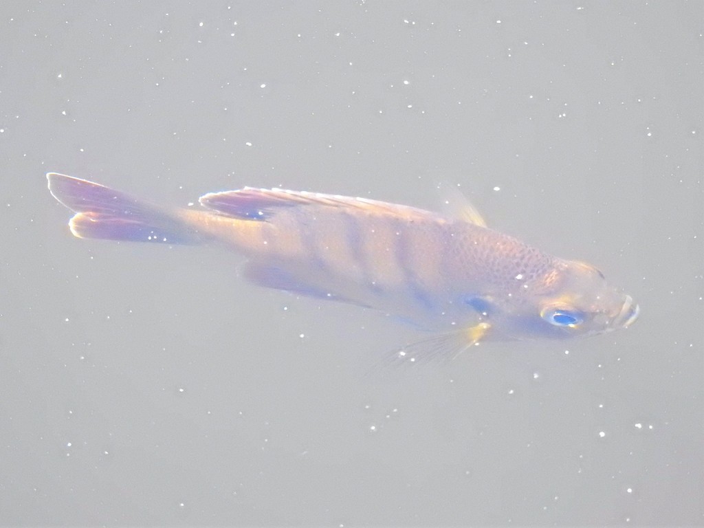 Bluegill in March 2022 by Janice Johnston. . photo taken in the area ...