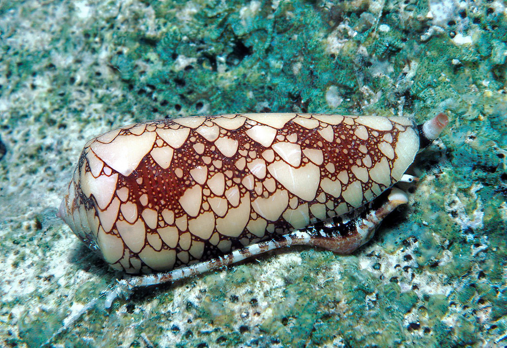 Omaria Cone from Enewetak Atoll, RMI on October 13, 1981 by uwkwaj ...