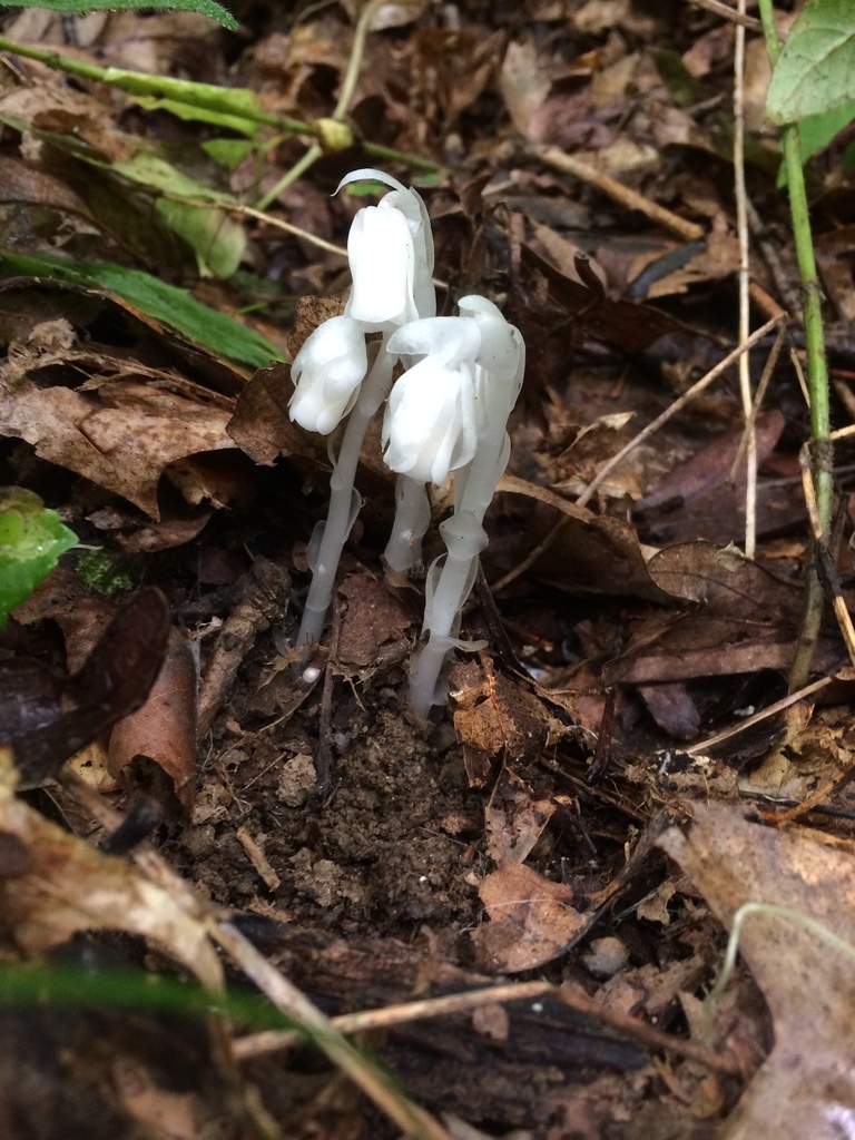 Ghost Pipe from Brown County, IN, USA on July 07, 2017 at 05:55 PM by ...