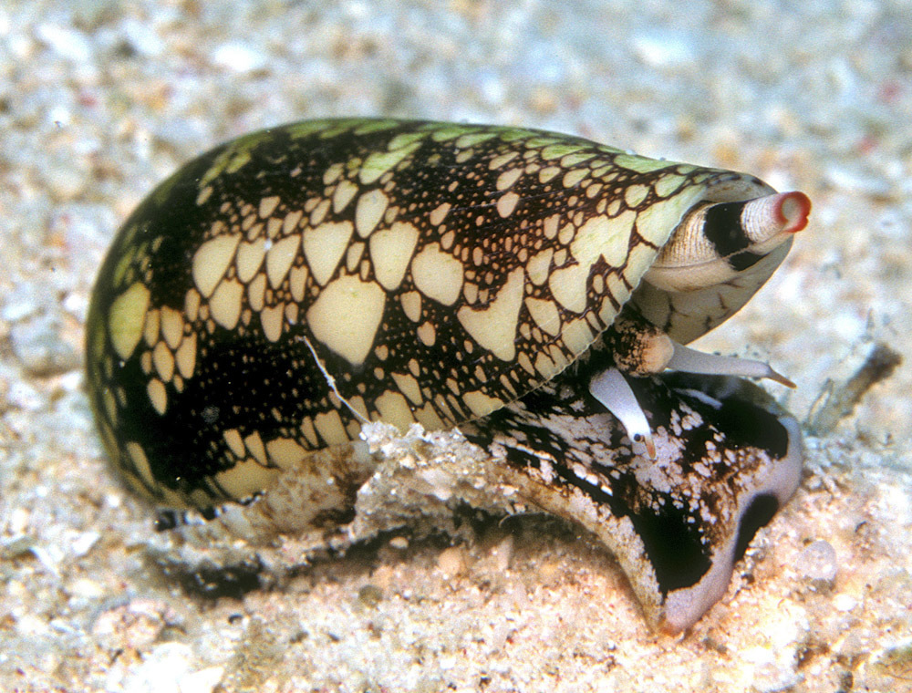 Omaria Cone from Kwajalein Atoll, RMI on July 4, 2007 by uwkwaj ...