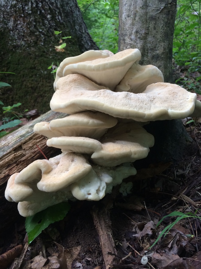 Berkeley's Polypore from Brown County, IN, USA on August 01, 2017 at 03 ...