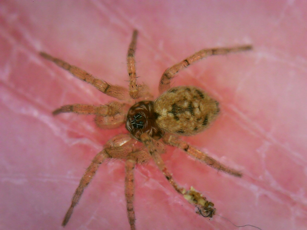 Oecobius maculatus from Ag. Varvara 123 51, Greece on March 23, 2022 at ...