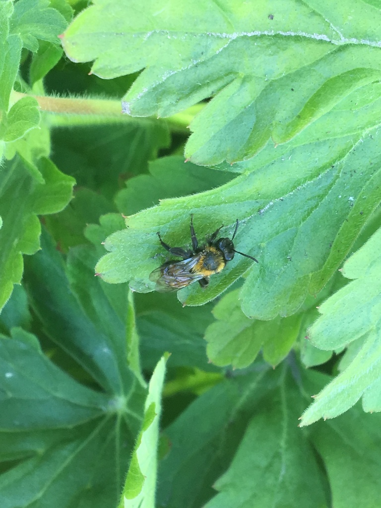 Mining Bees from Douglasdale, Calgary, AB T2Z, Canada on June 09, 2019 ...