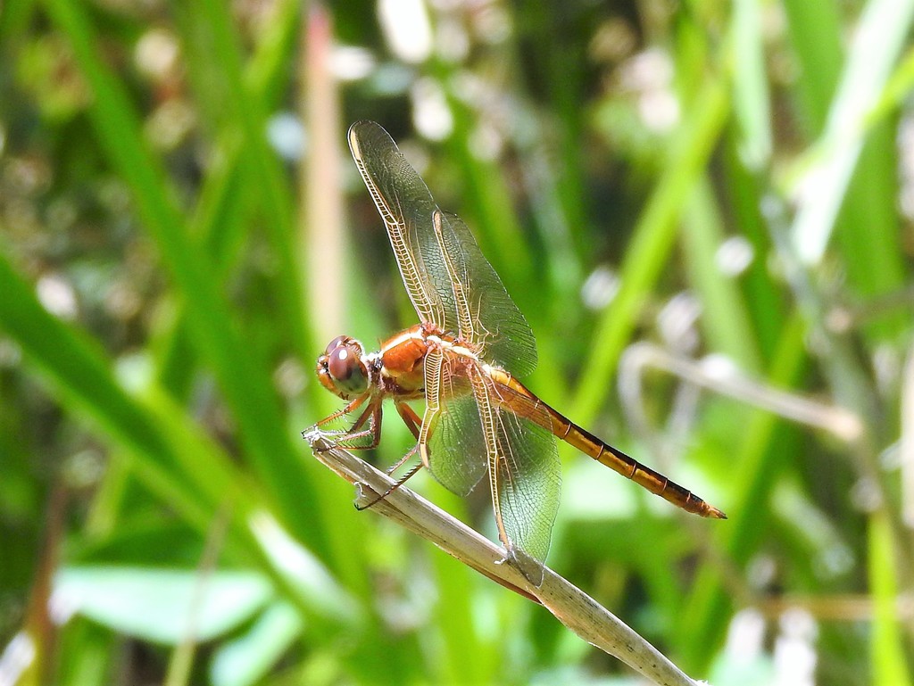 Needham's Skimmer from Arthur R. Marshall Loxahatchee Wildlife Refuge ...