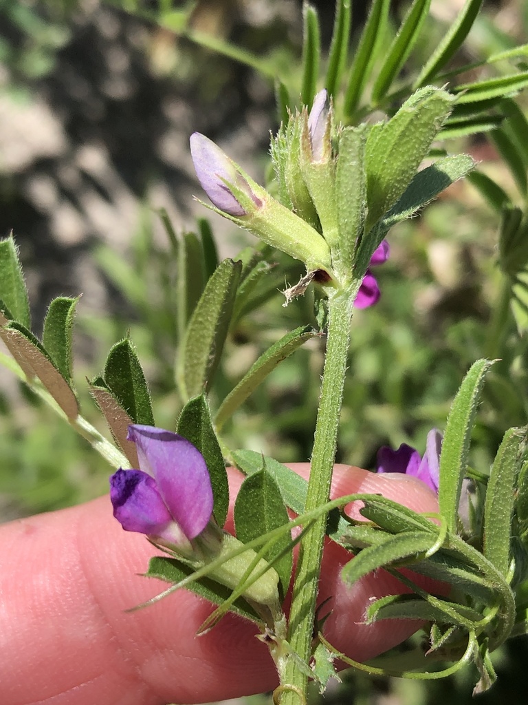 Common Vetch from Custer Rd, Plano, TX, US on March 28, 2022 at 01:56 ...