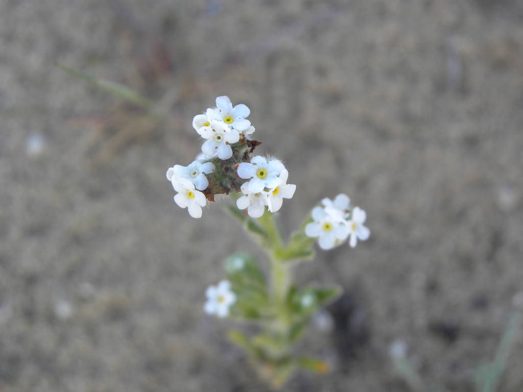 Cryptantha clevelandii florosa from Monterey County, CA, USA on March ...