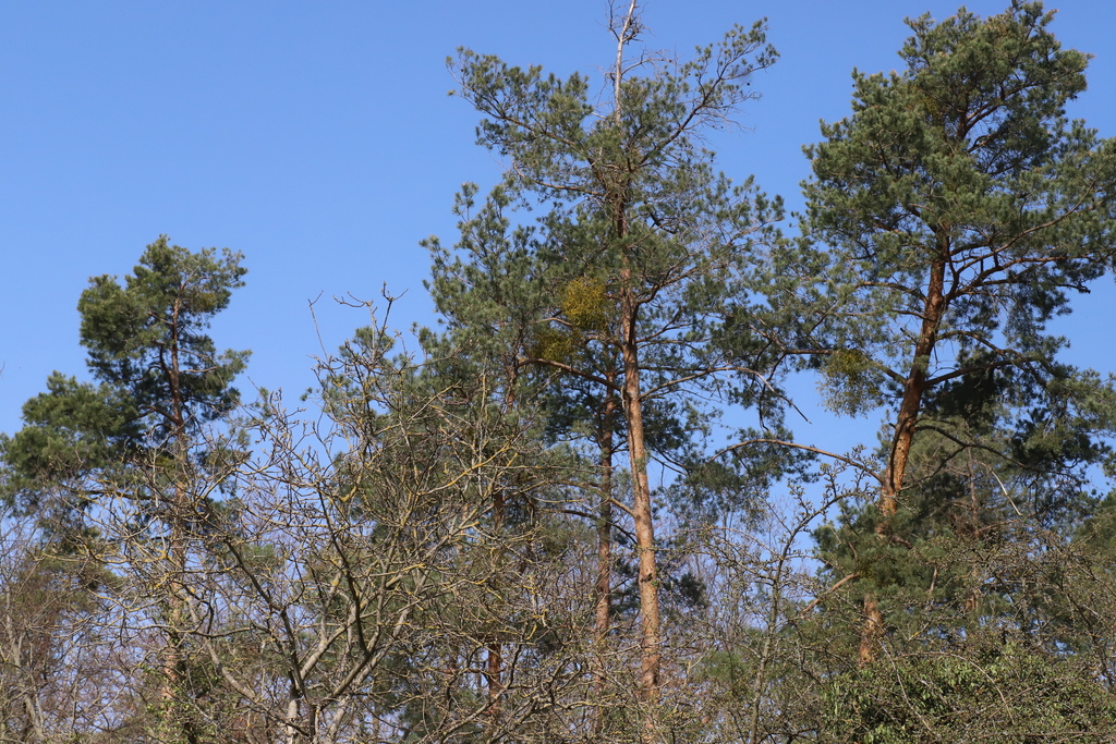 Pine Mistletoe from Darmstadt, Deutschland on March 28, 2022 at 10:58 ...
