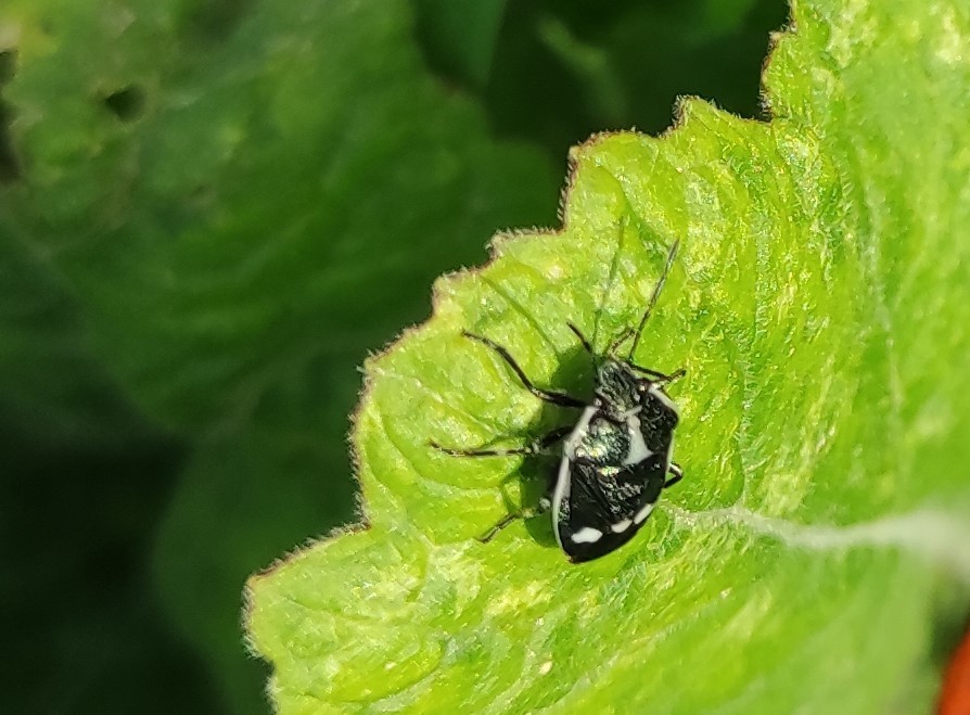 Cabbage Bug from Castelldefels, Barcelona, España on March 28, 2022 at ...