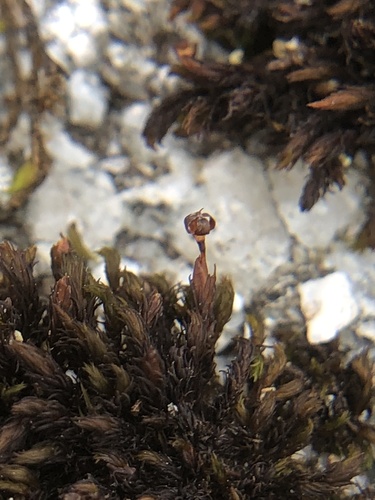 Subspecies Andreaea rothii falcata · iNaturalist United Kingdom