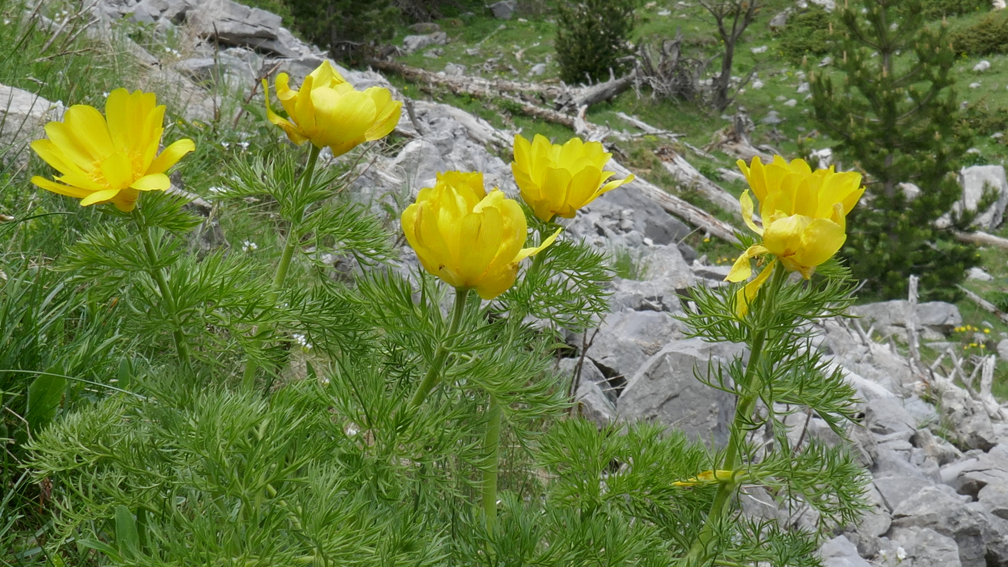 Adonis pyrenaica DC.