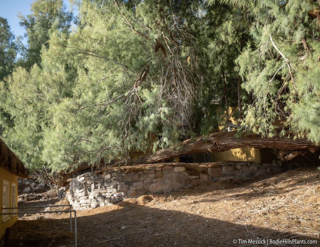 athel tamarisk from Death Valley National Park, Inyo, California ...